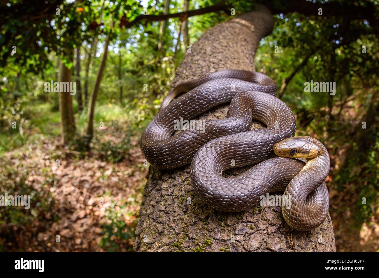 Wide angle of Aesculapian snake (Zamenis longissimus Stock Photo - Alamy