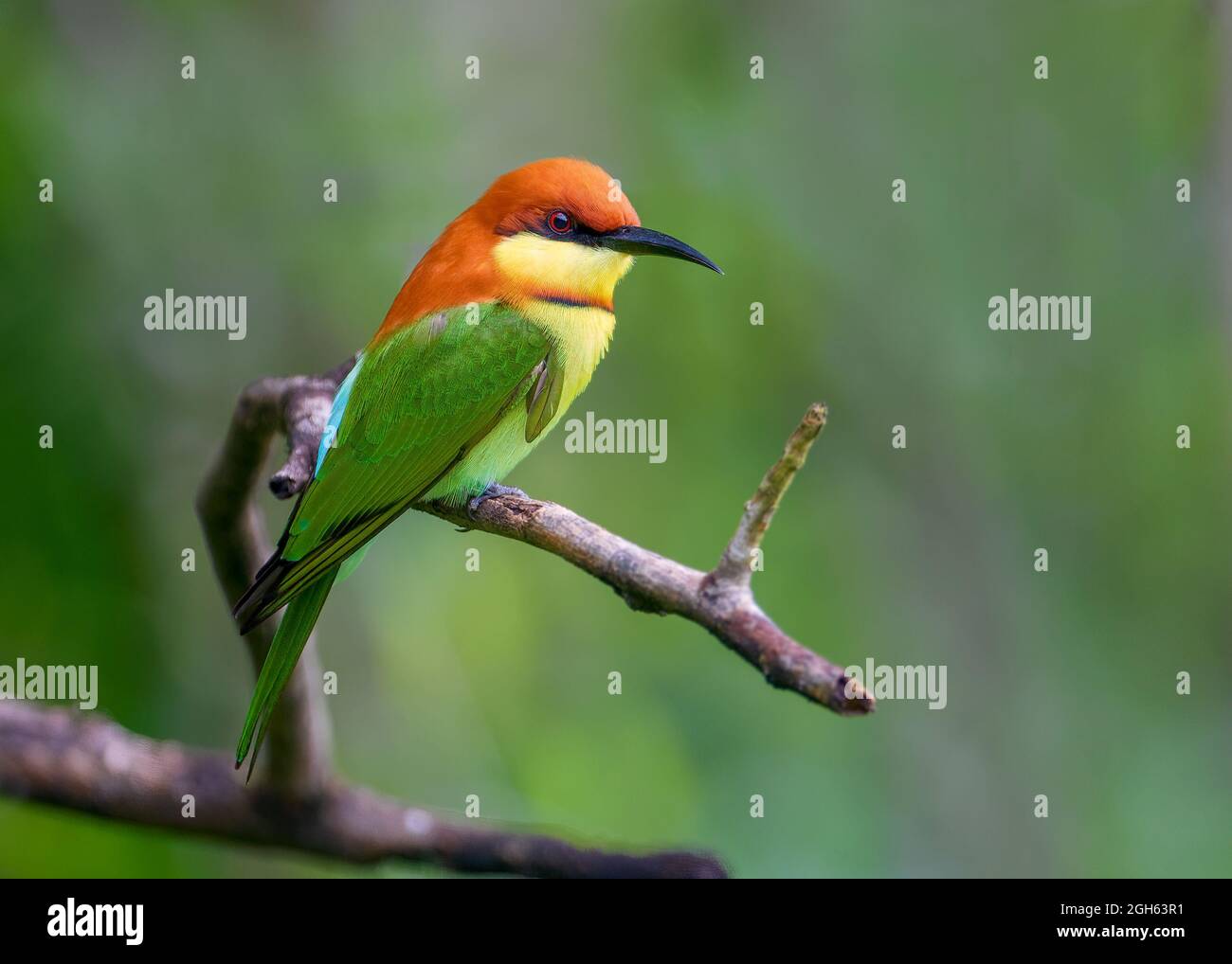 Chestnut headed Bee eater Stock Photo - Alamy
