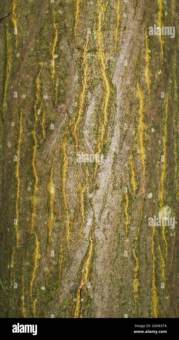 tree bark texture Stock Photo - Alamy