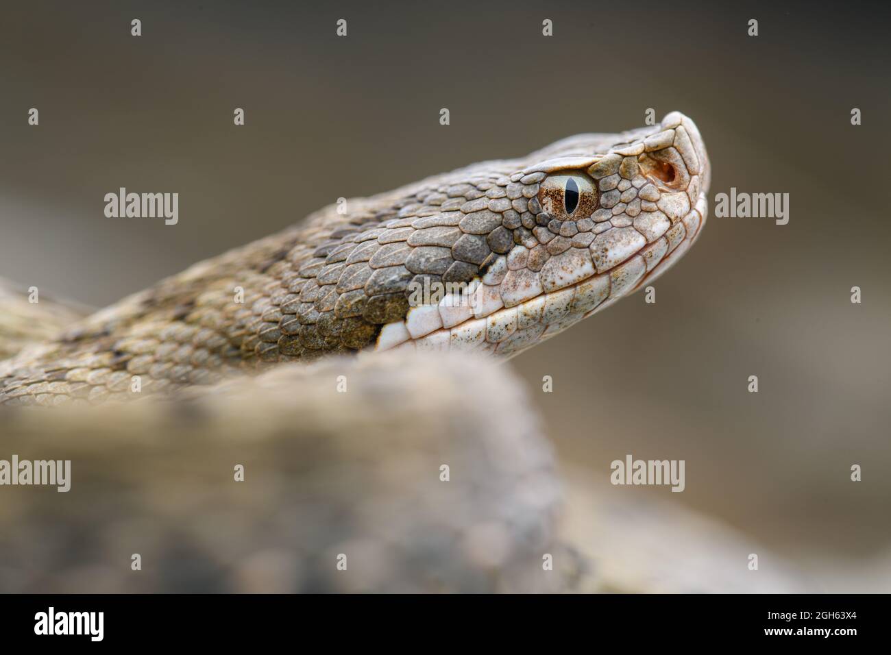 Horned viper fangs hi-res stock photography and images - Alamy