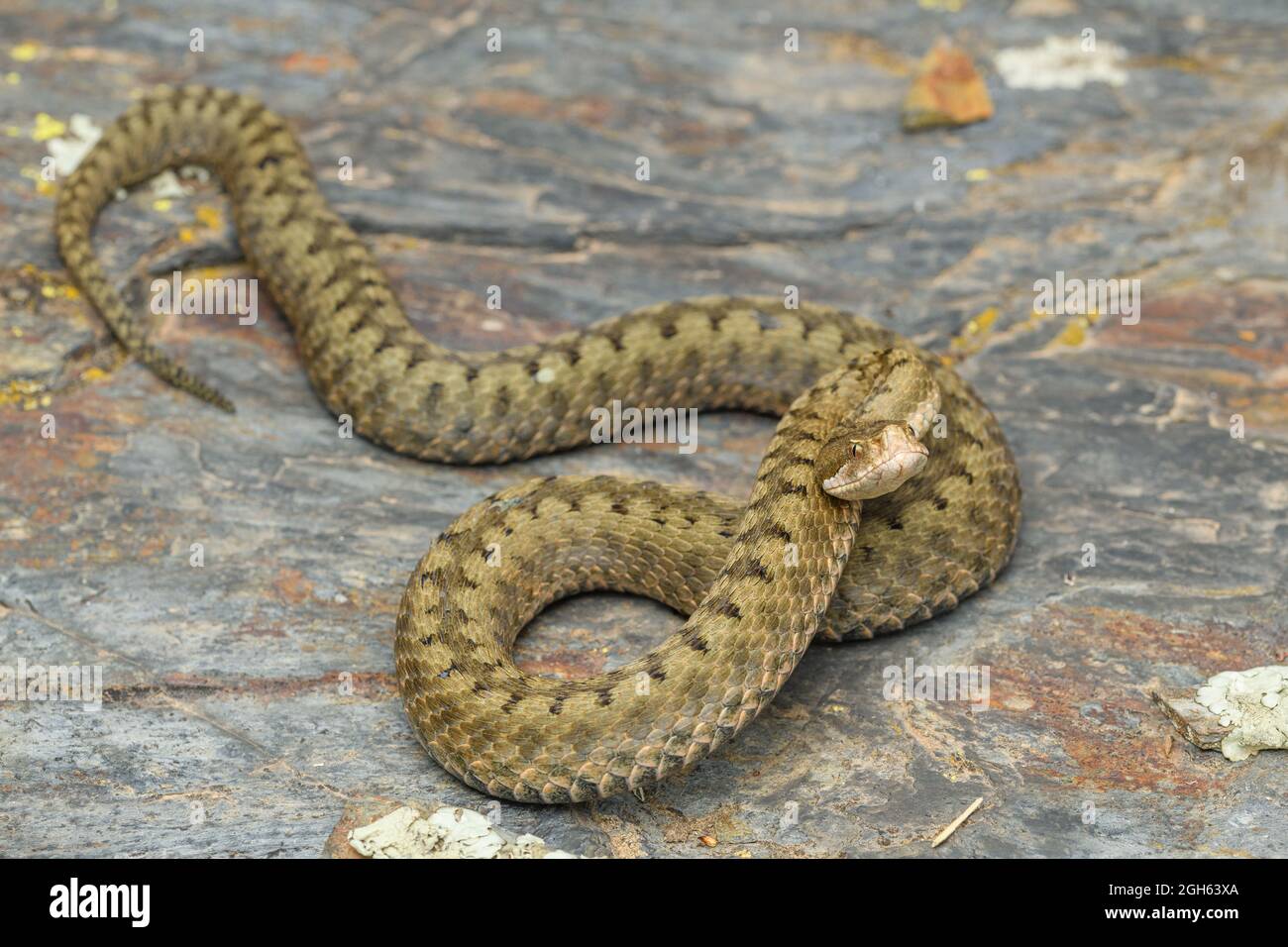 Horned viper fangs hi-res stock photography and images - Alamy