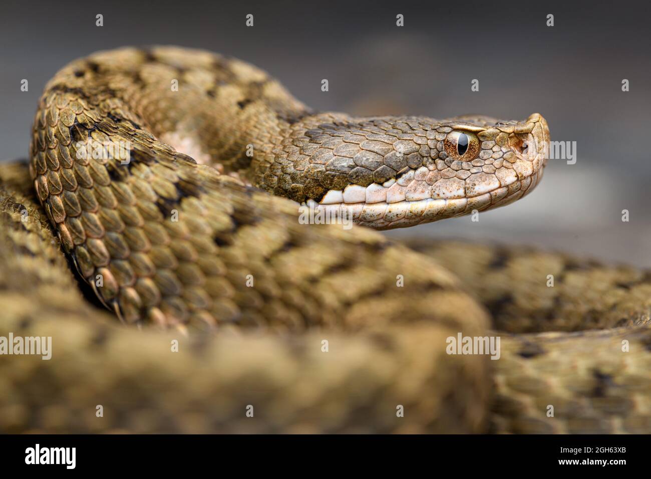 Vipera aspis viper snake reptile hi-res stock photography and images ...