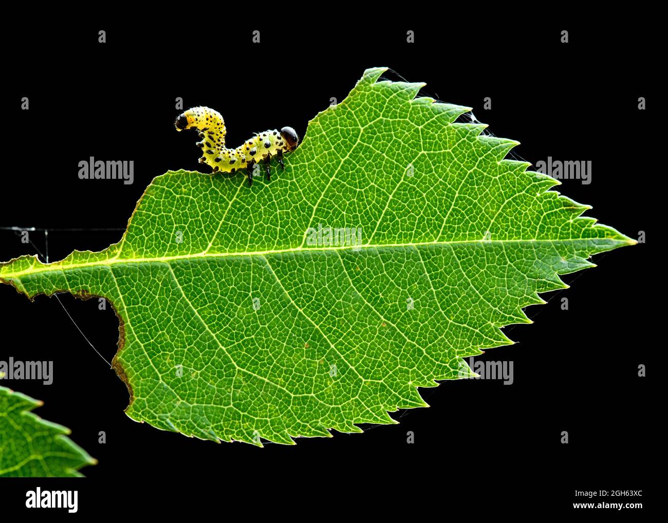 false caterpillar of the rose bush (Arge rosae Stock Photo - Alamy