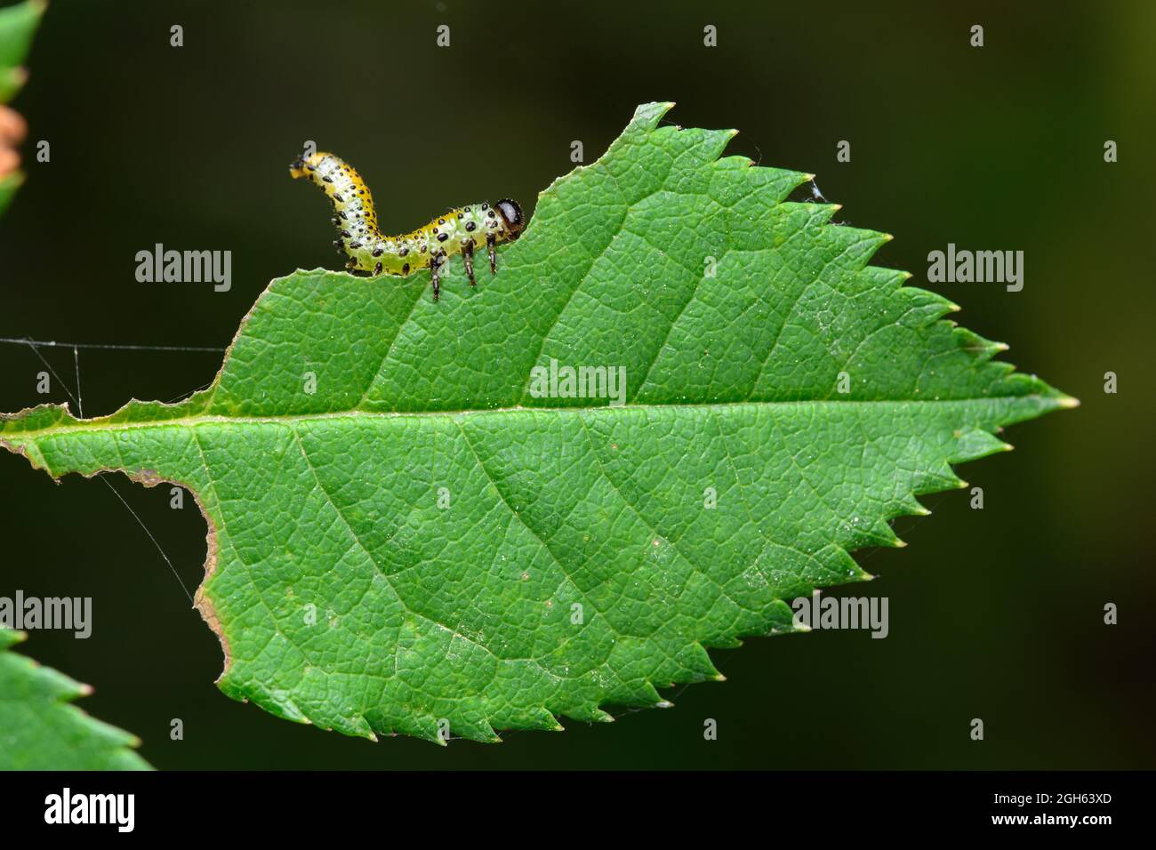 false caterpillar of the rose bush (Arge rosae Stock Photo - Alamy
