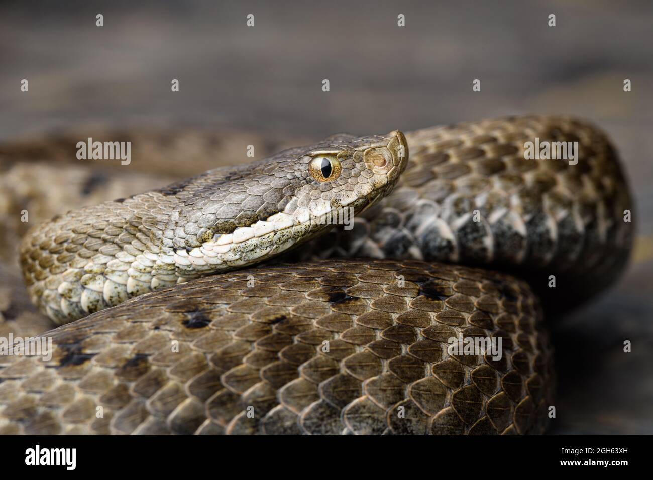 portrait Asp viper (Vipera aspis) in nature Stock Photo - Alamy