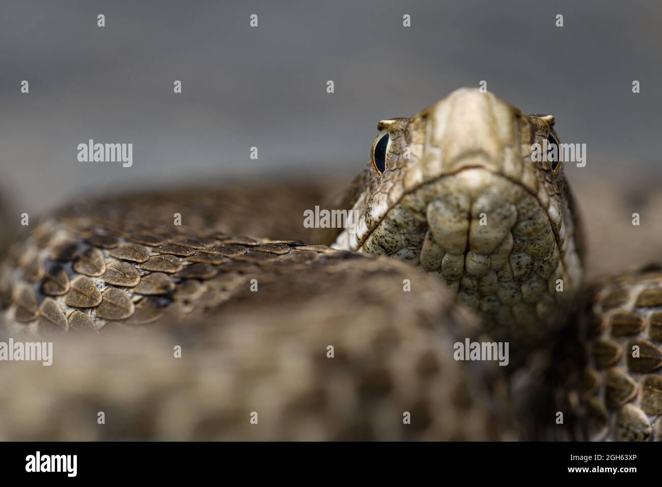 Vipera aspis viper snake reptile hi-res stock photography and images ...