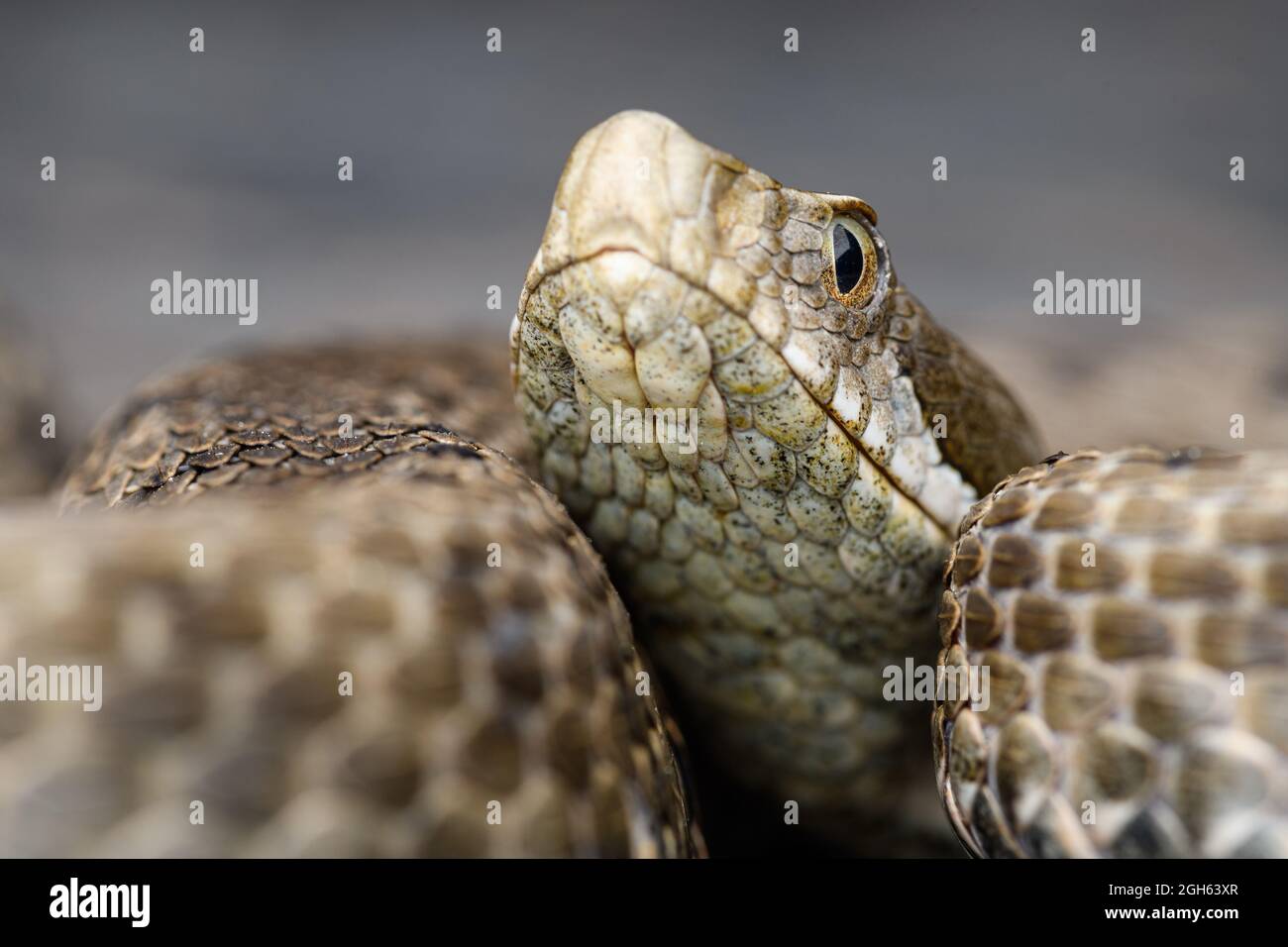 Vipera aspis viper snake reptile hi-res stock photography and images ...