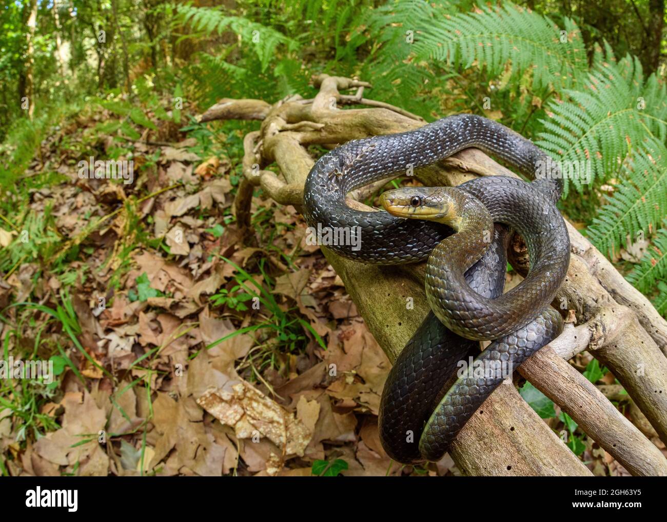 Wide angle of Aesculapian snake (Zamenis longissimus Stock Photo - Alamy