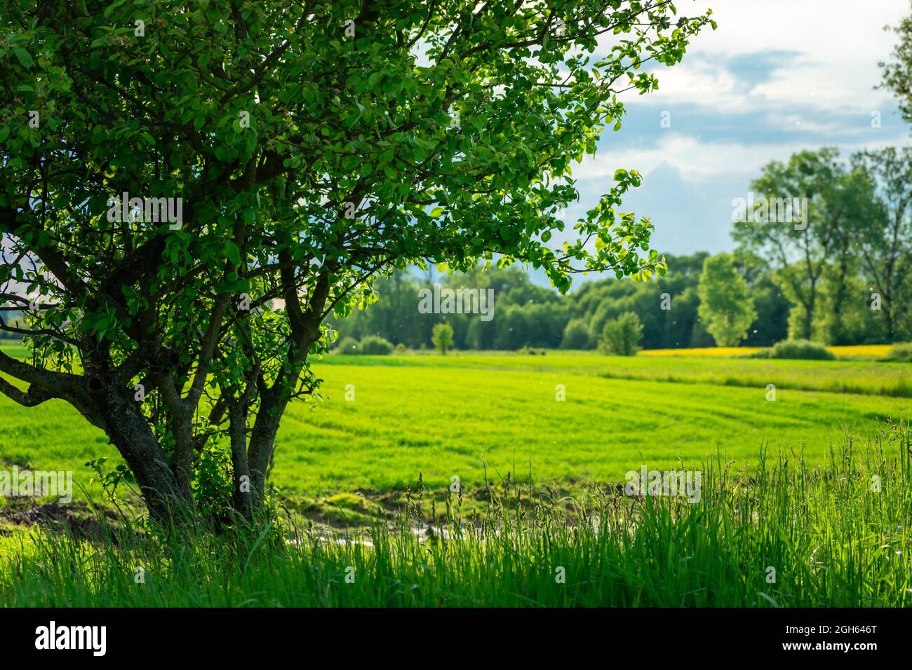 Tree in foreground field hi-res stock photography and images - Alamy
