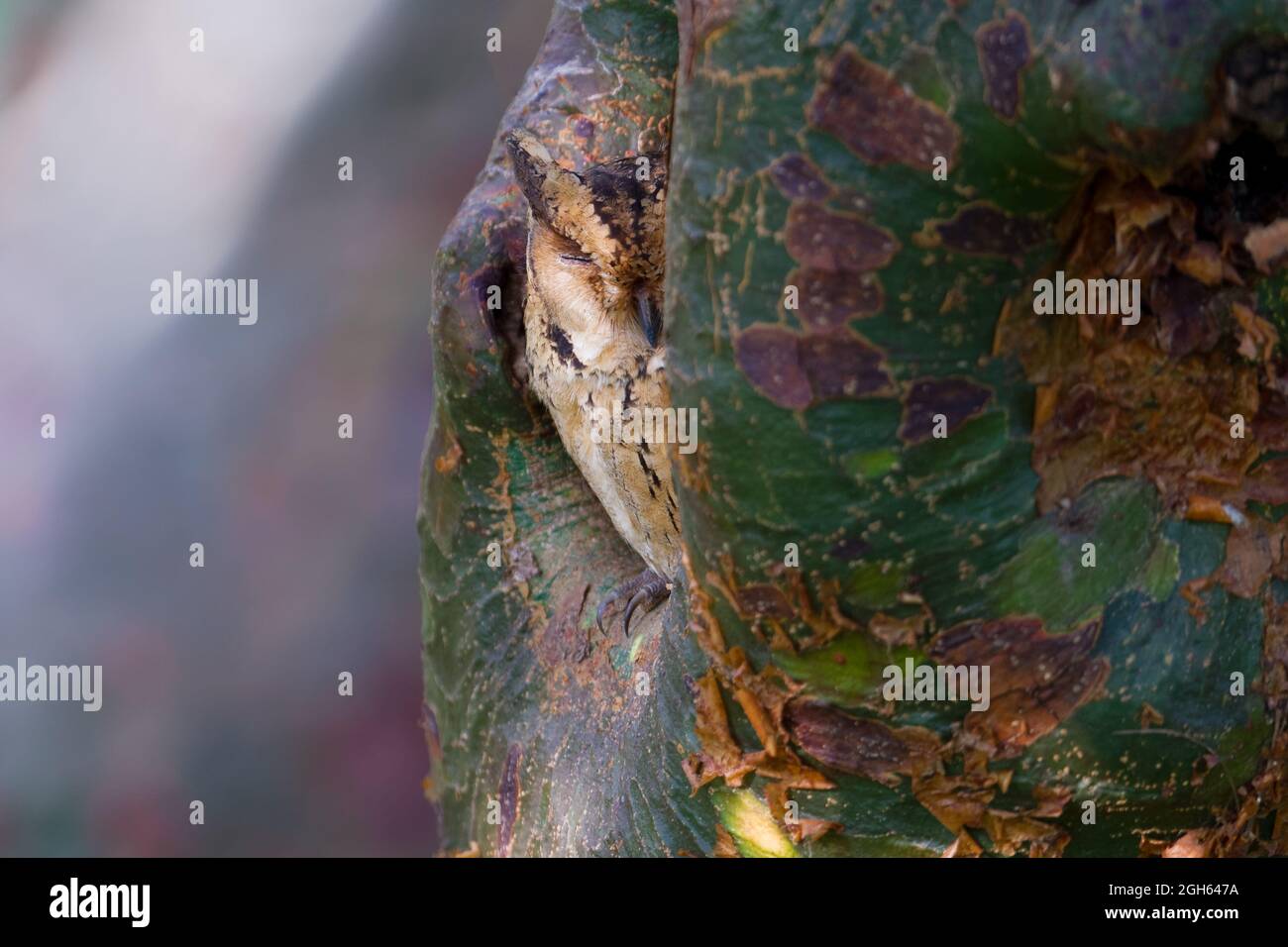 Indian Scops Owl Stock Photo - Alamy