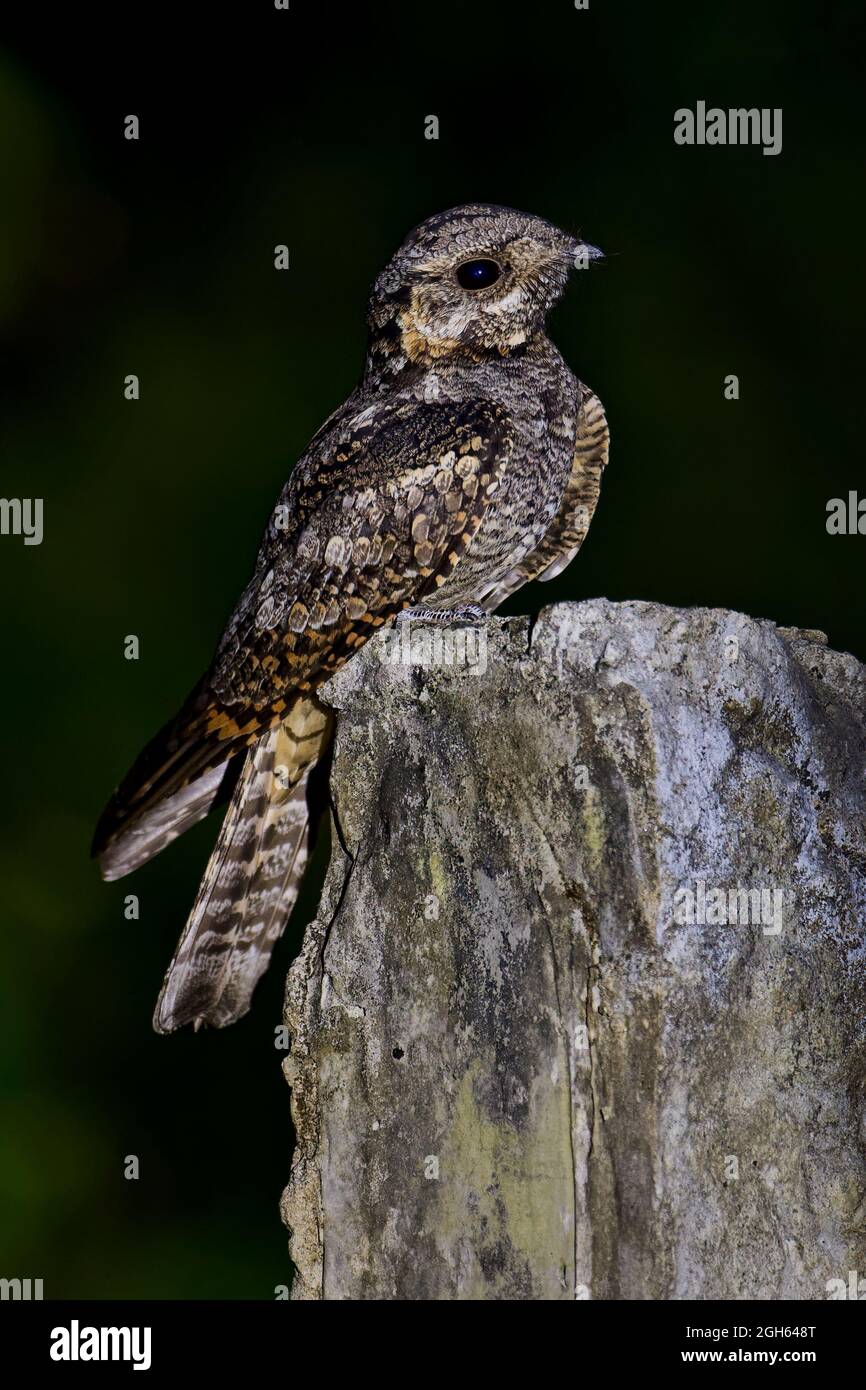 Nightjar india hi-res stock photography and images - Alamy