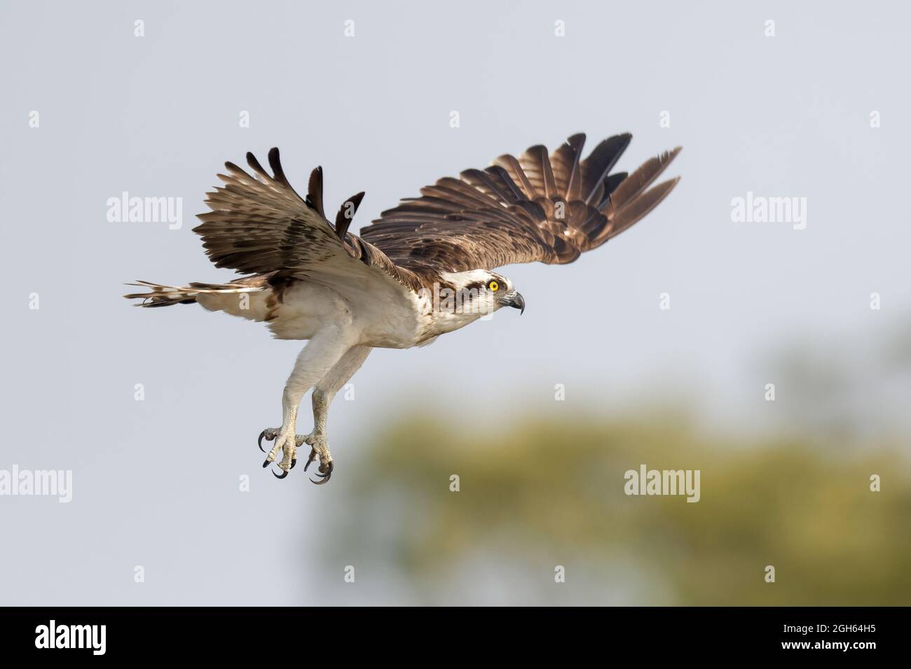 Osprey india hi-res stock photography and images - Alamy