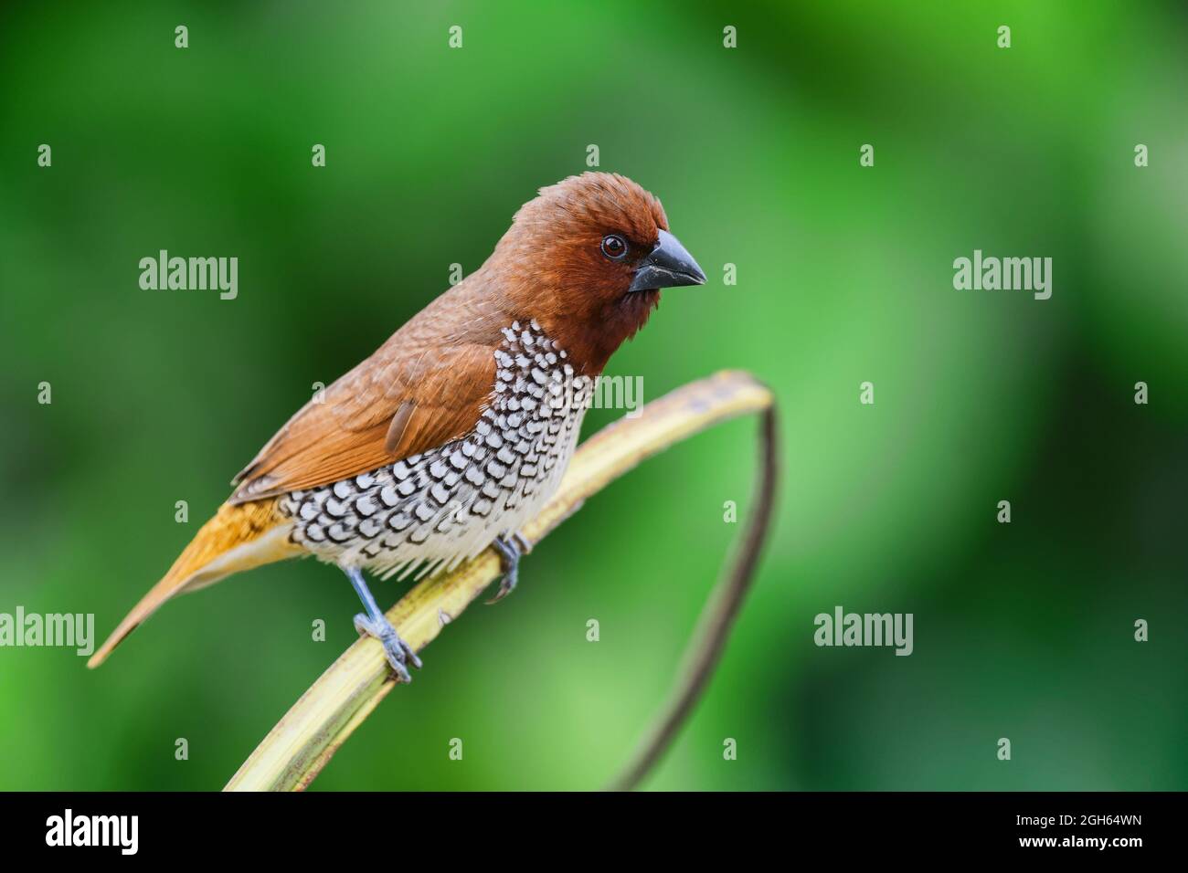 Scaly breasted munia Stock Photo - Alamy