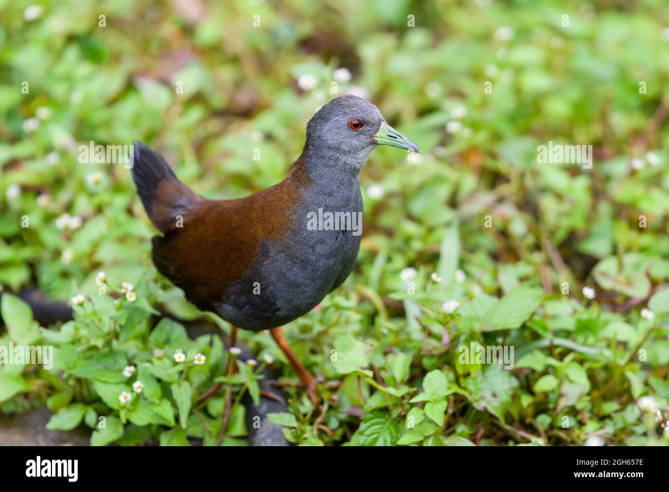 Black Tailed Crake Stock Photo - Alamy