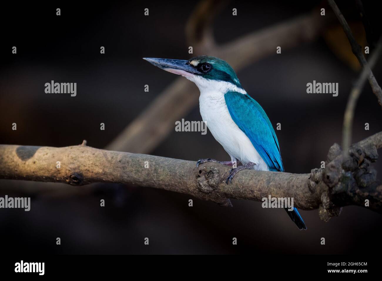 Birding goa hi-res stock photography and images - Alamy