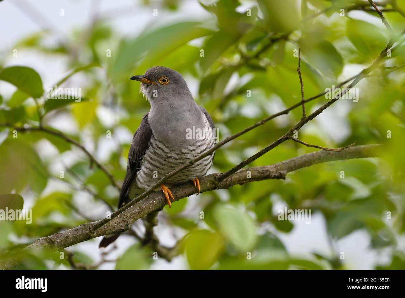 Bestphotographs hi-res stock photography and images - Alamy