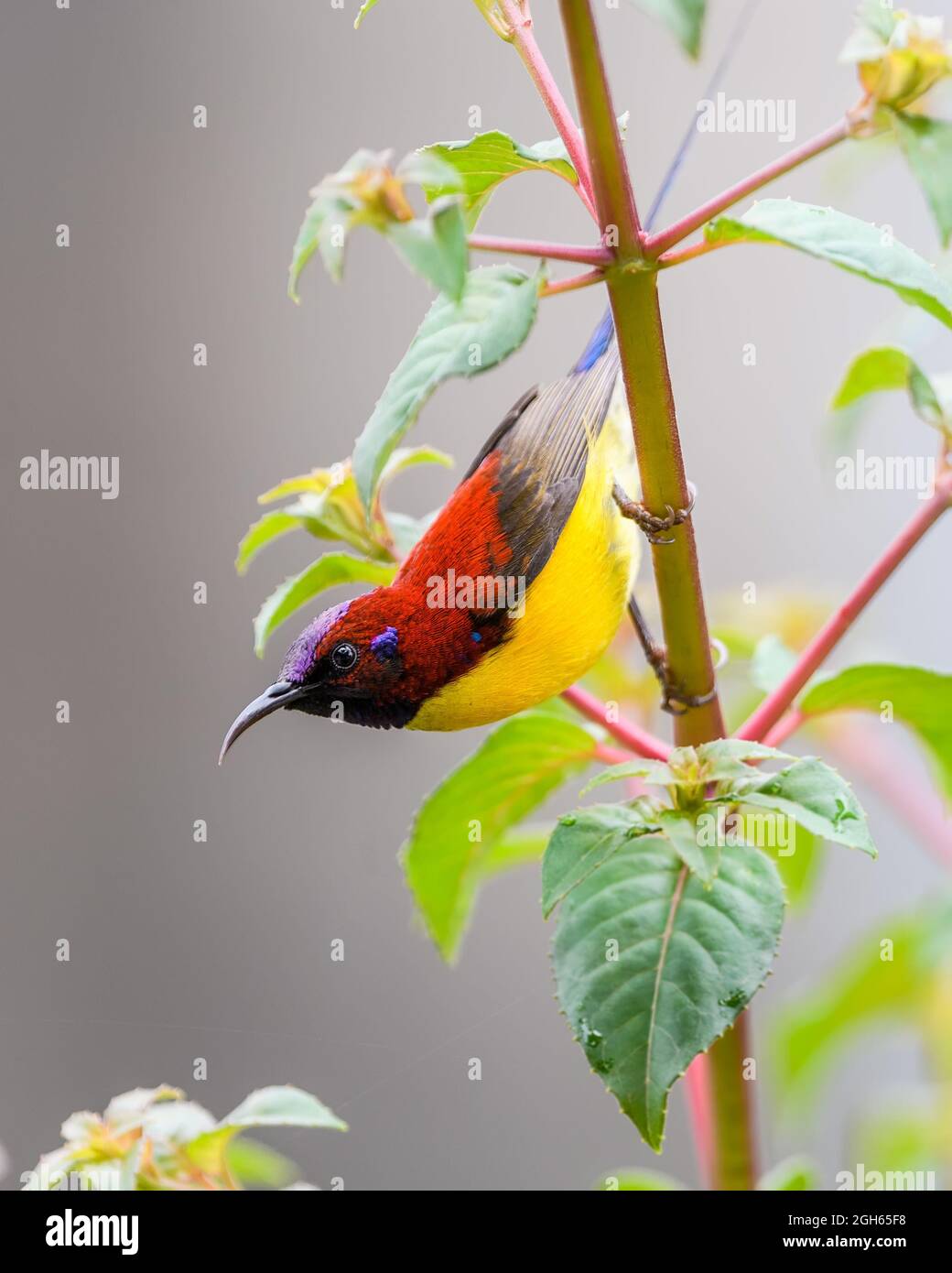Mrs gould's sunbird hi-res stock photography and images - Alamy