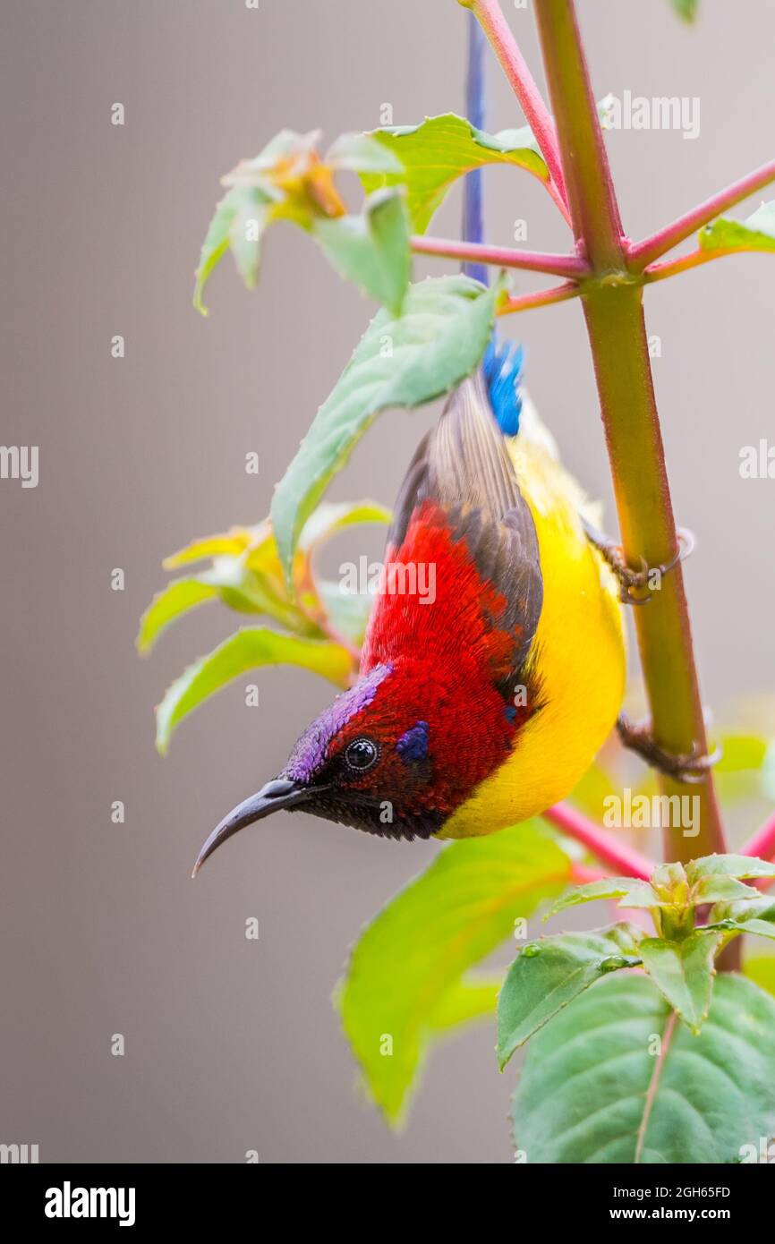 Mrs Gould's Sunbird Stock Photo - Alamy