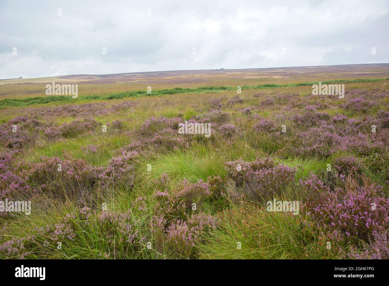Flowering heather is seen near Stanage Edge in Peak District ...