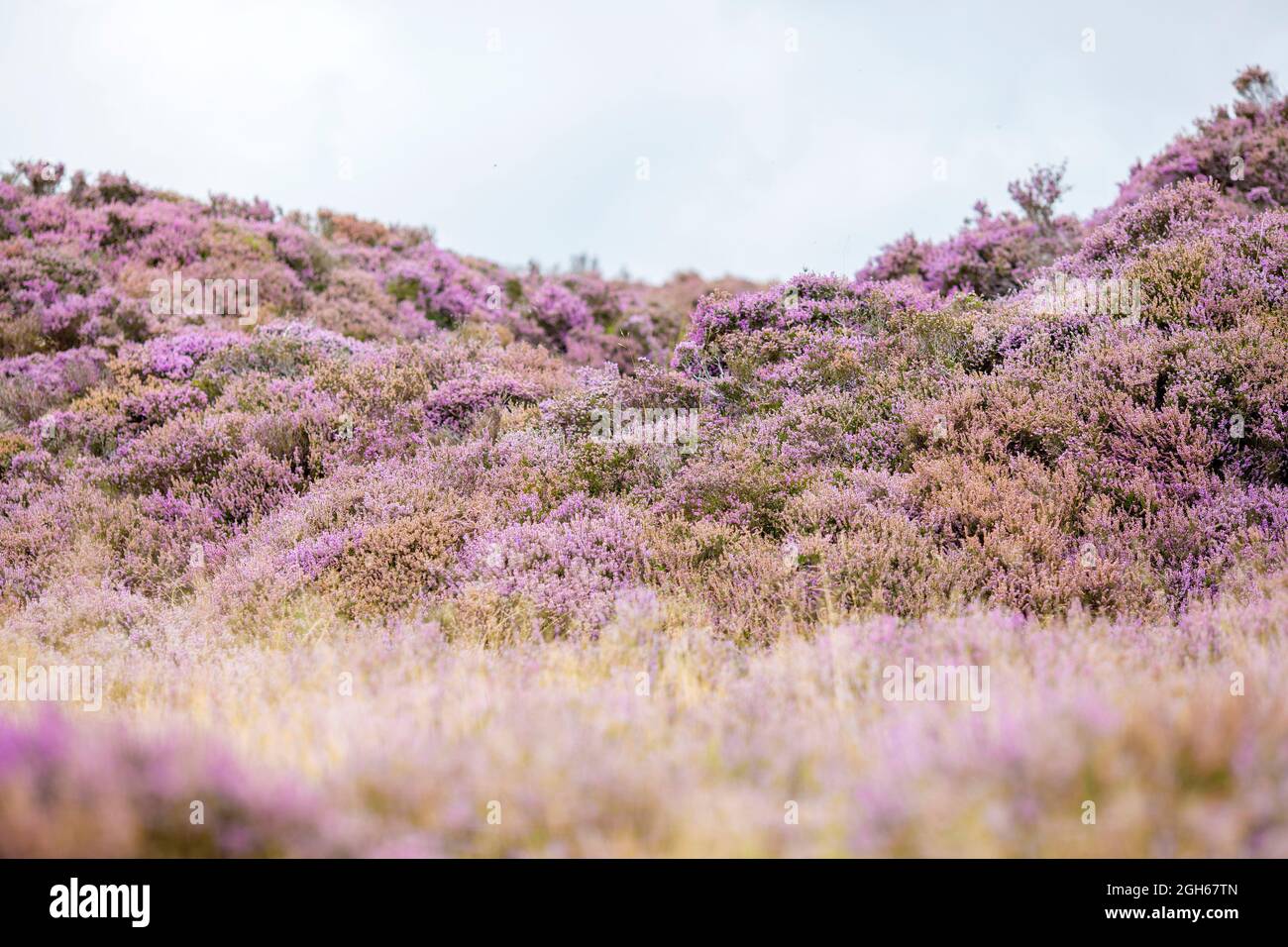 Flowering heather is seen near Stanage Edge in Peak District ...