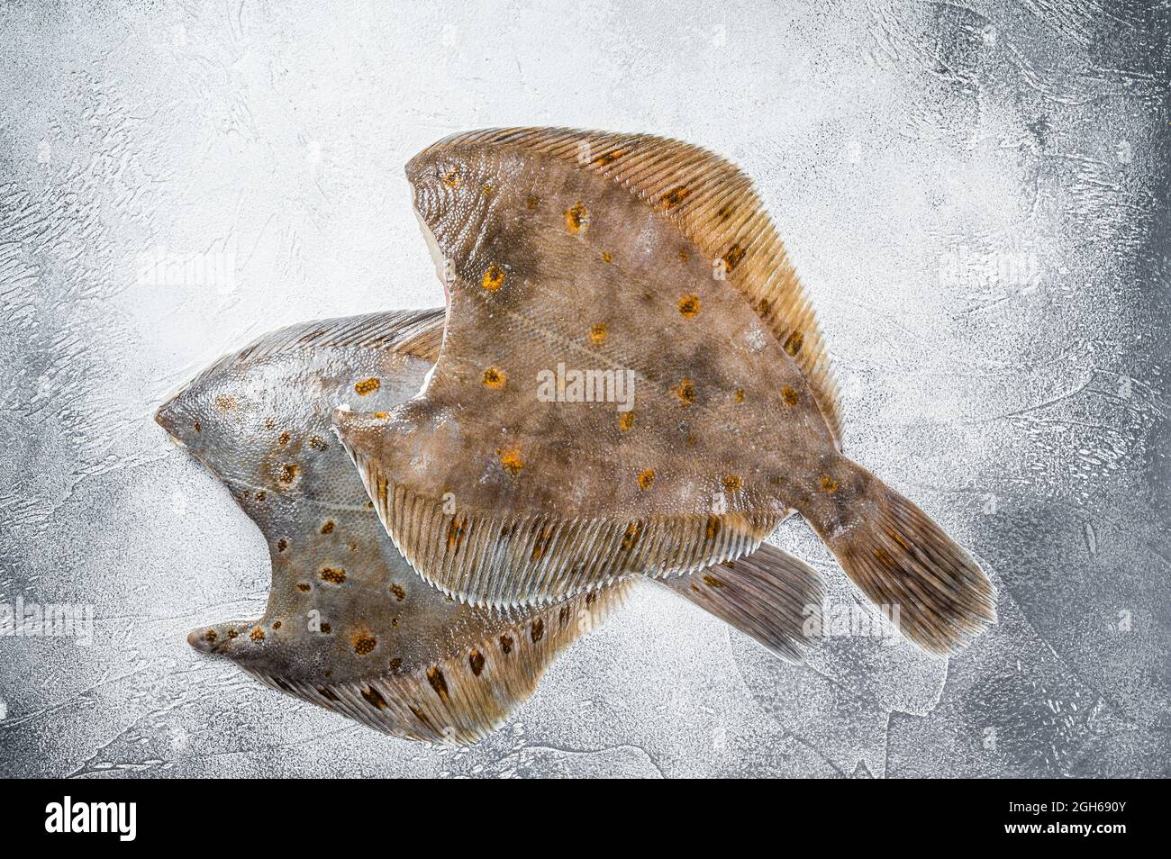 Raw whole flounder flatfish fish on kitchen table. White background ...