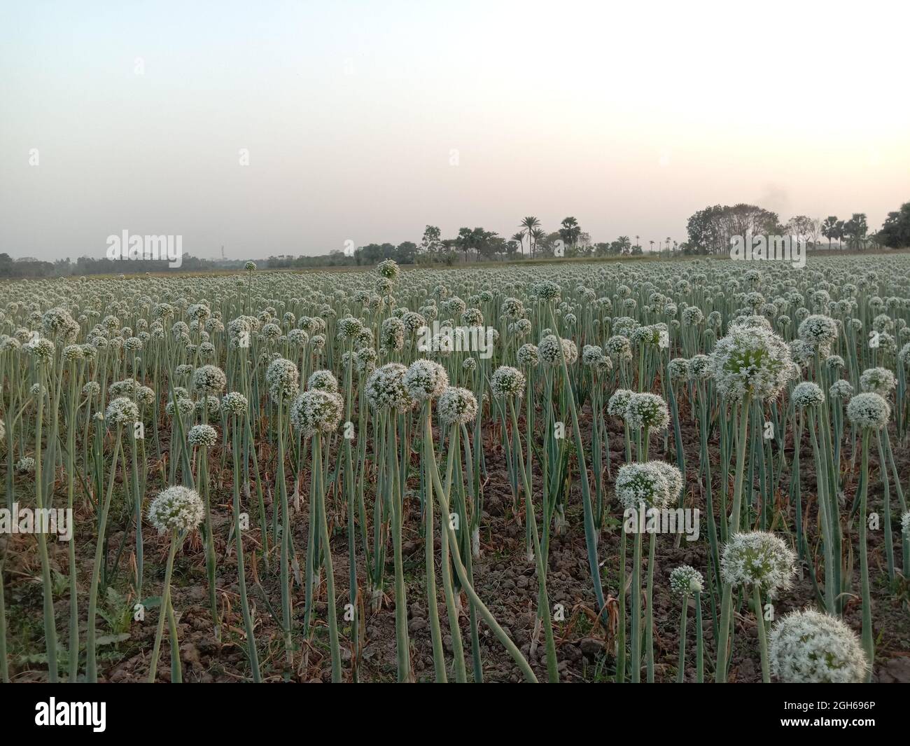 The onion fields with trees in the background on a gloomy day Stock ...