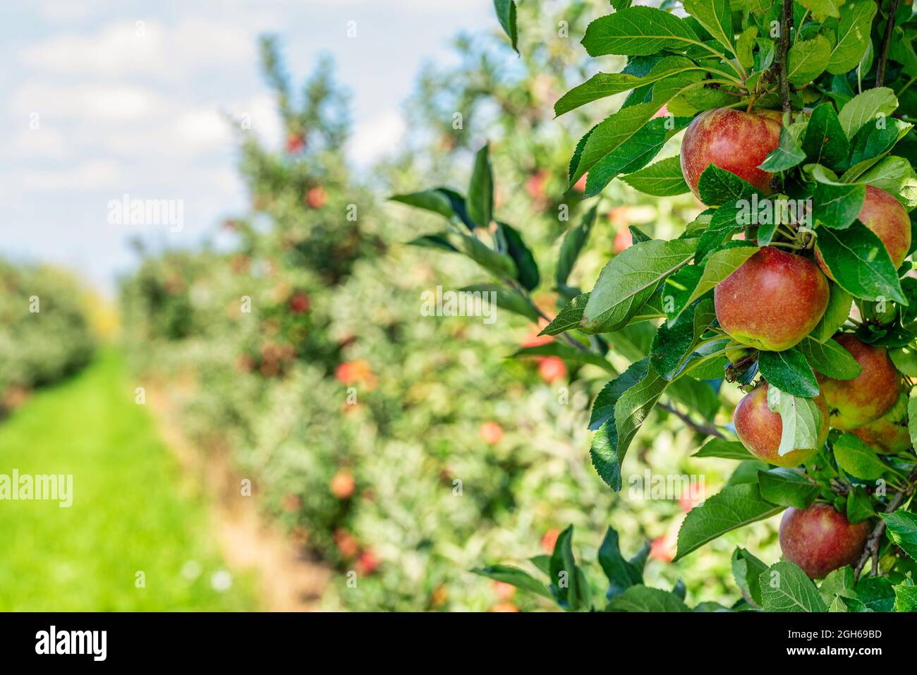 Apple orchard plantation hi-res stock photography and images - Alamy