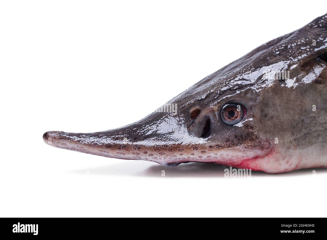Sterlet sturgeon hi-res stock photography and images - Alamy