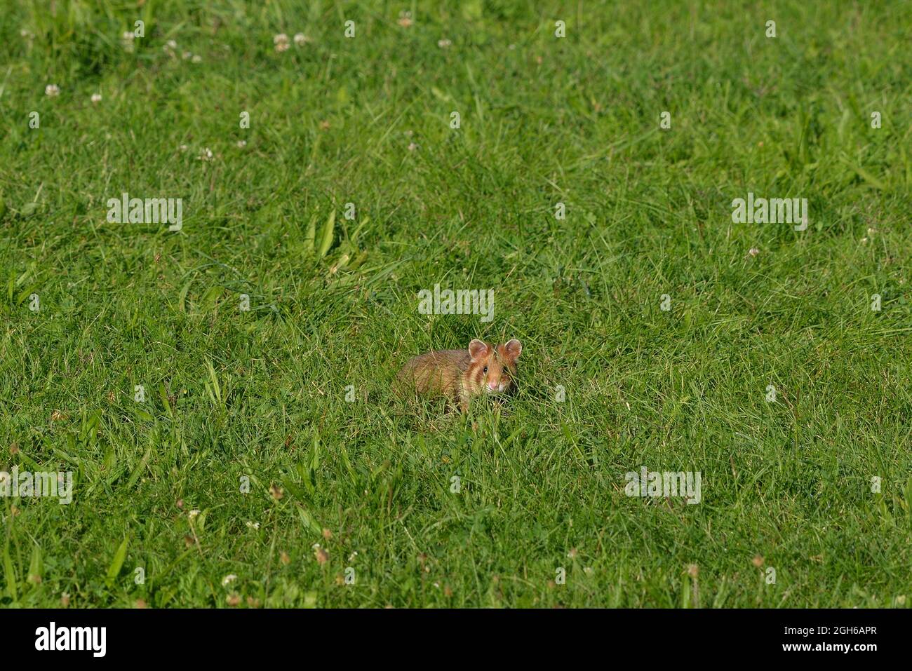 Vienna, Austria. The Vienna Central Cemetery. European hamster ...