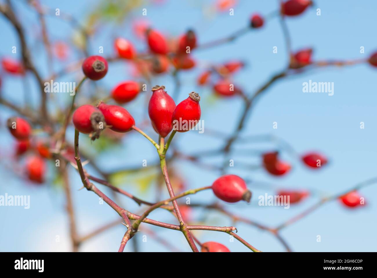Rose hips growing tree branch hi-res stock photography and images - Alamy