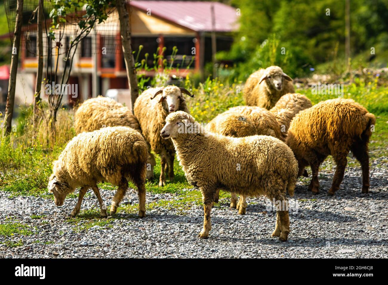 Group of sheep outdoors rural countryside farmland summer day Stock ...