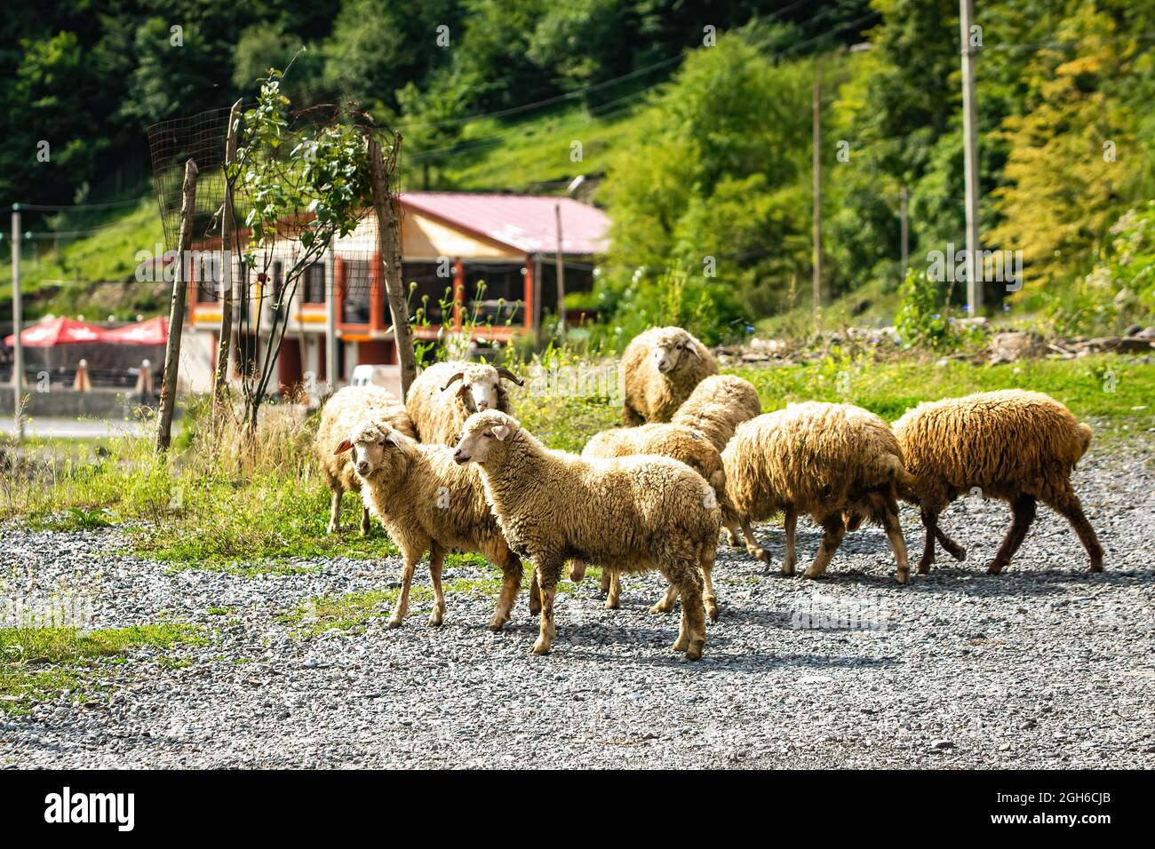 Group of sheep outdoors rural countryside farmland summer day Stock ...