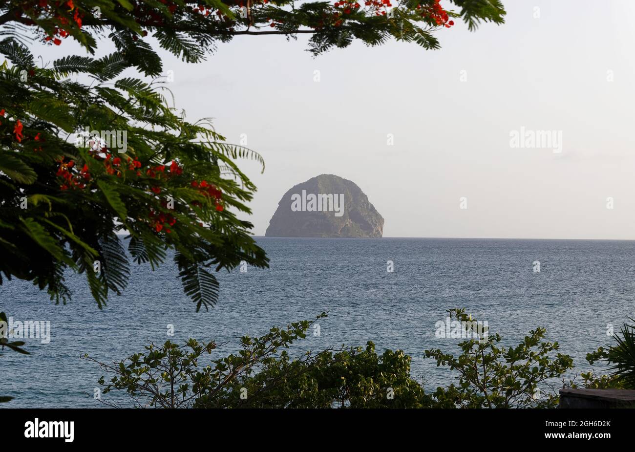 The Flamboyant tree in the foreground and Diamond rock and blue sea in ...