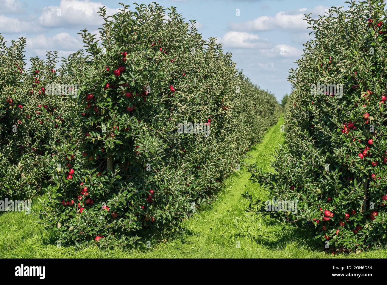 Apple tree with fruit ripe hi-res stock photography and images - Alamy