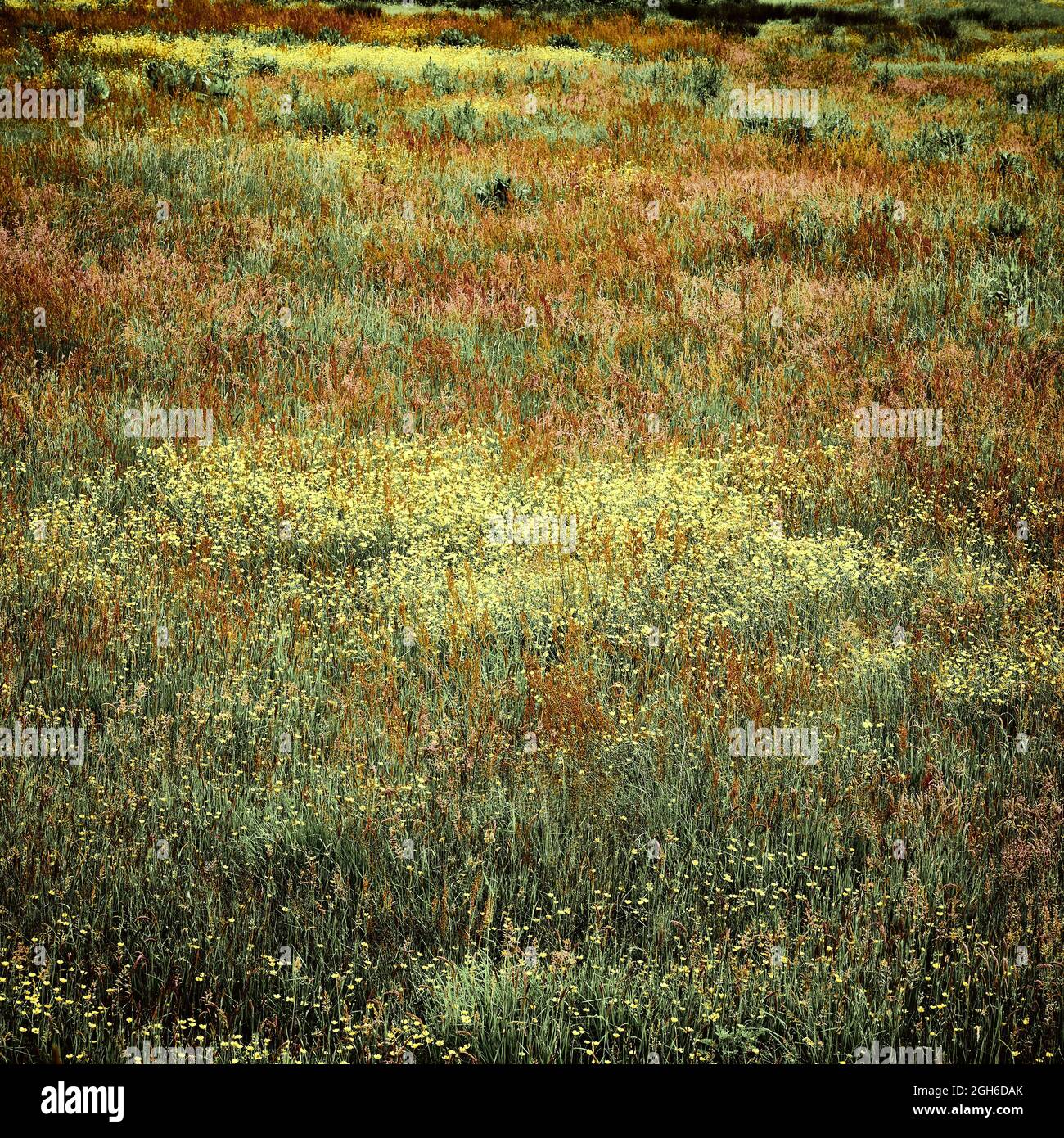 Springtime colours hi-res stock photography and images - Alamy