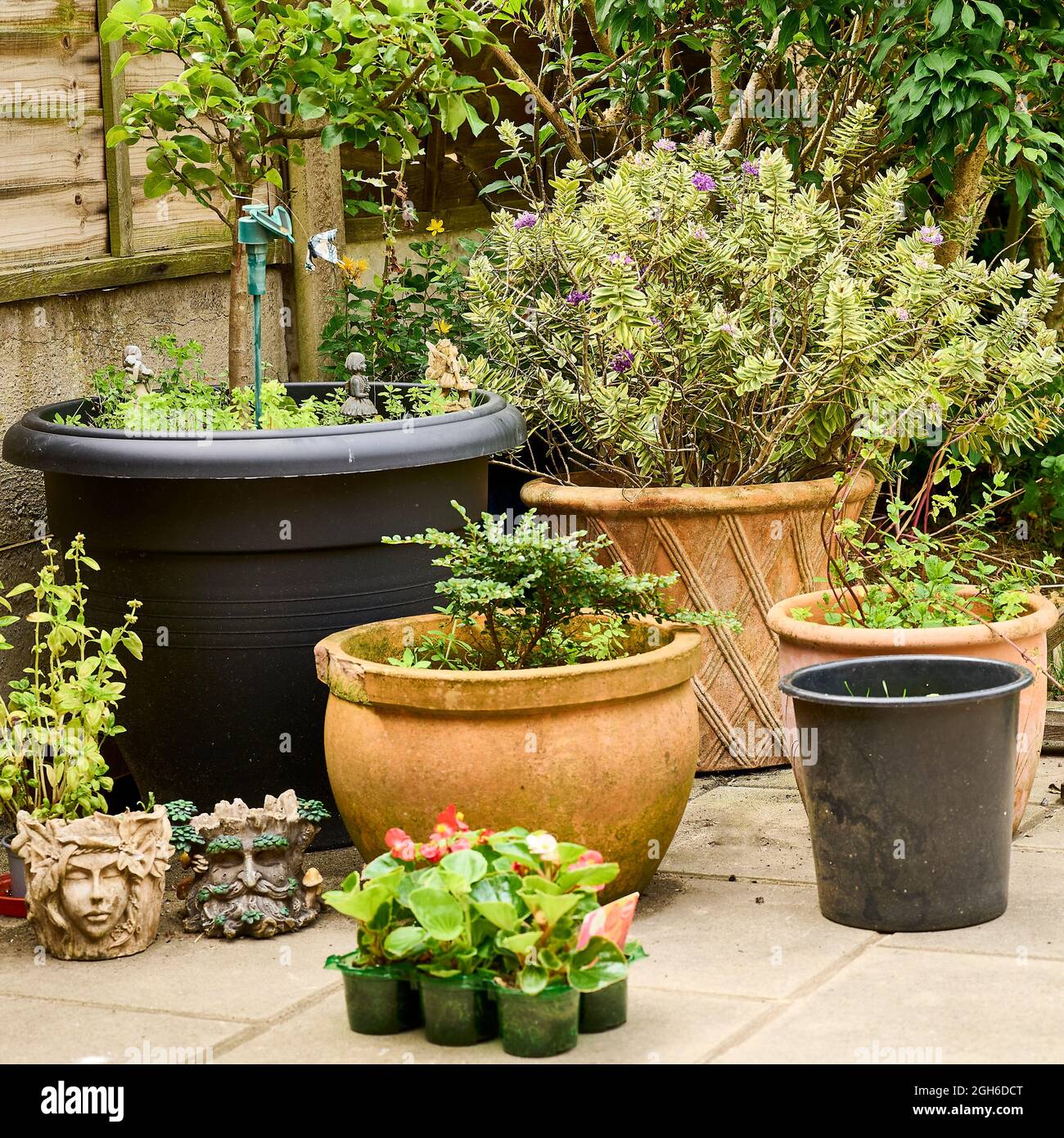 Plants tubs garden hi-res stock photography and images - Alamy