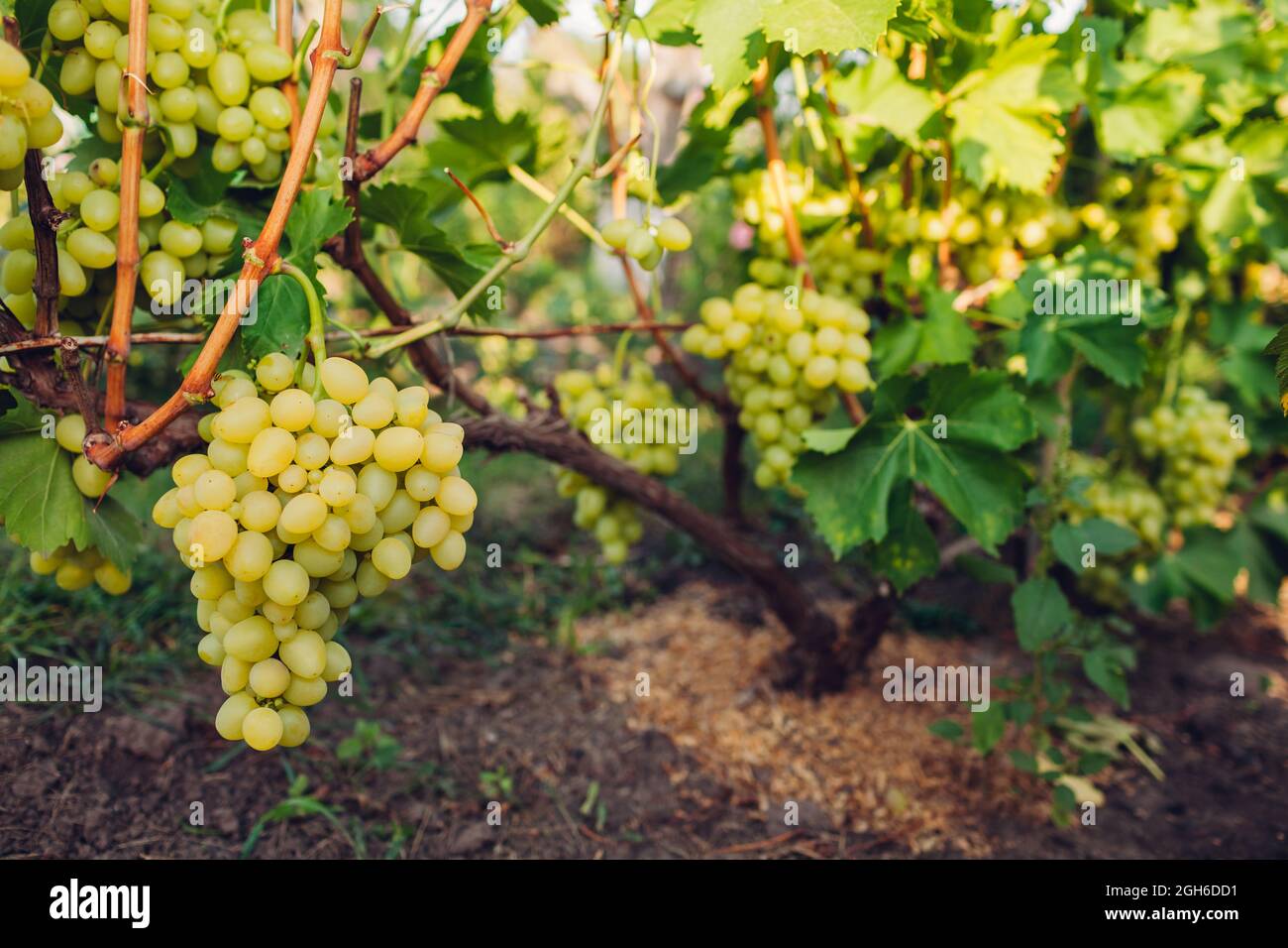Autumn crop of table grapes on ecological farm. Green delight grapes ...