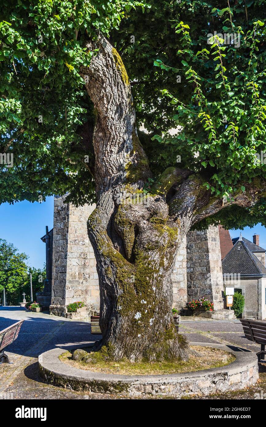 Trunk of large, old Lime tree - France Stock Photo - Alamy