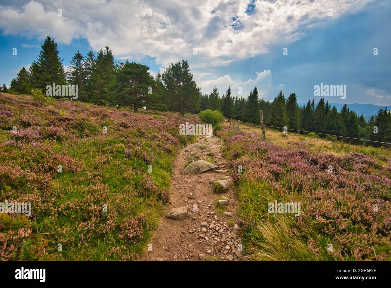 beautiful landscape in the heights of the vosges mountains in france ...