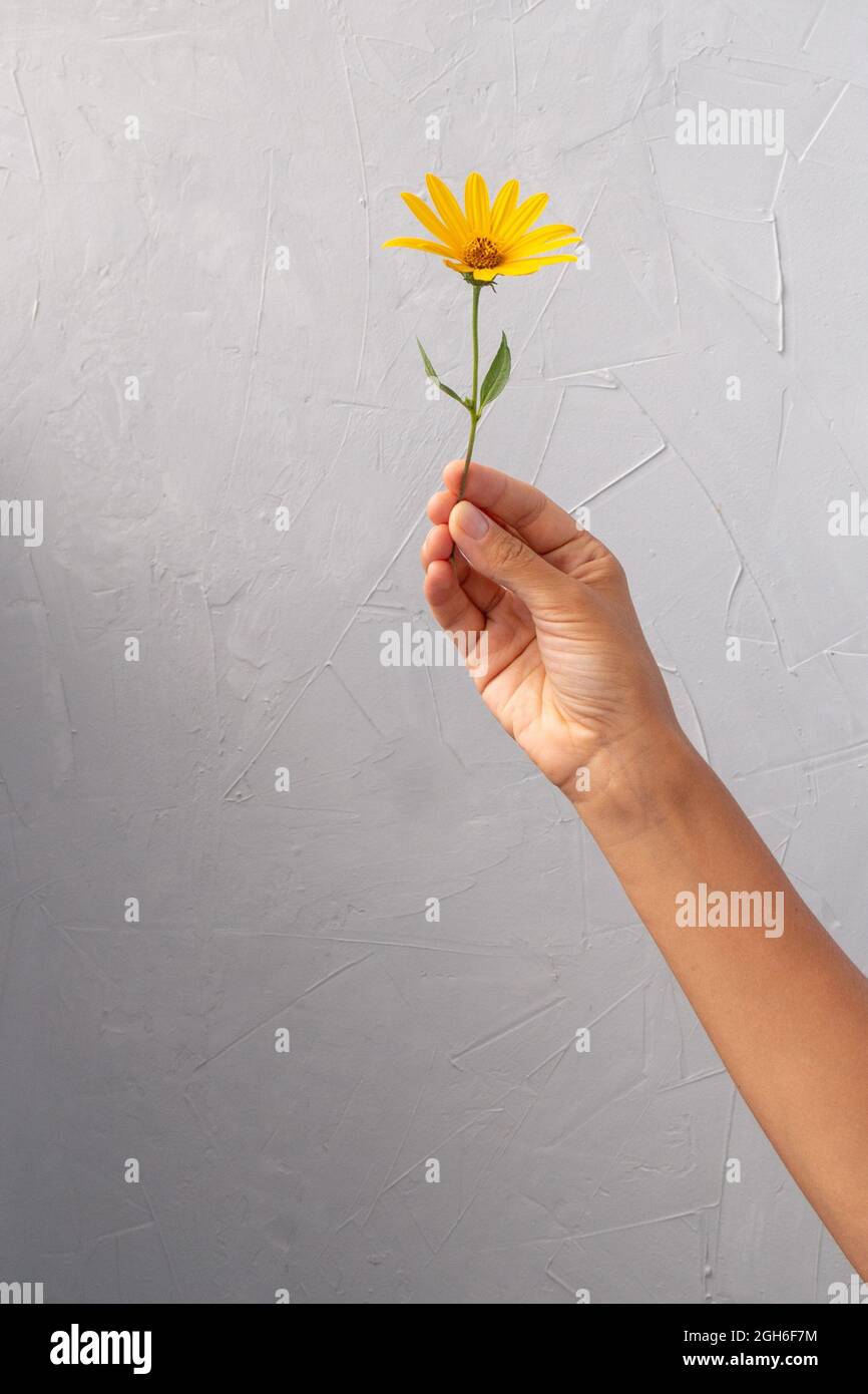 hand holding a small yellow flower Stock Photo - Alamy