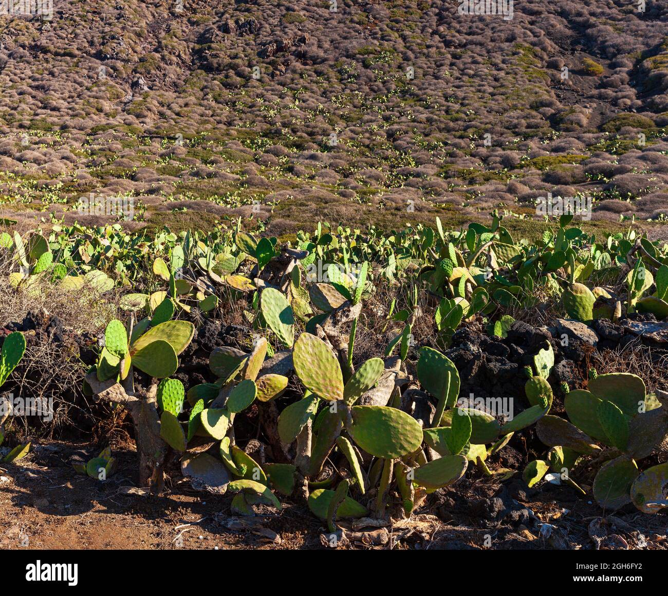Typical Linosa countryside with wild plants of prickly pears, Sicily ...
