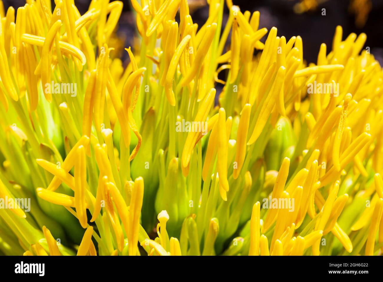 Agave flower hi-res stock photography and images - Alamy
