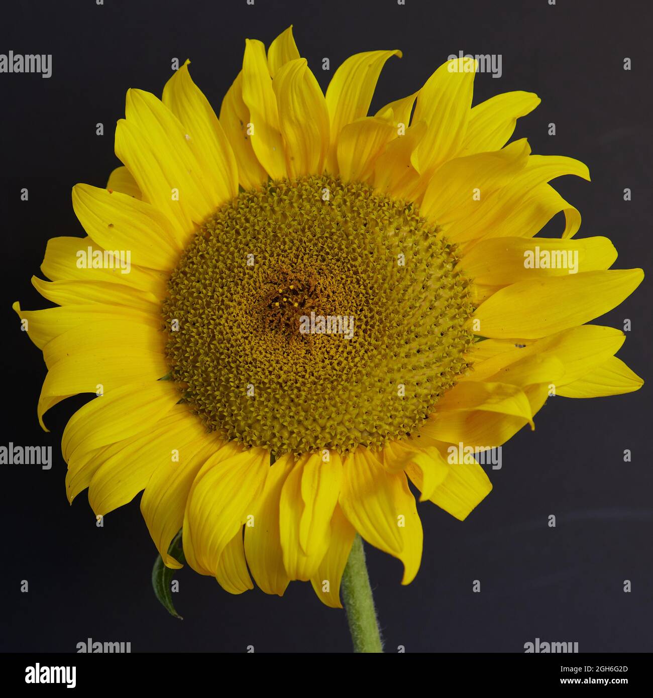 Sunflower Russian Giant Stock Photo - Alamy
