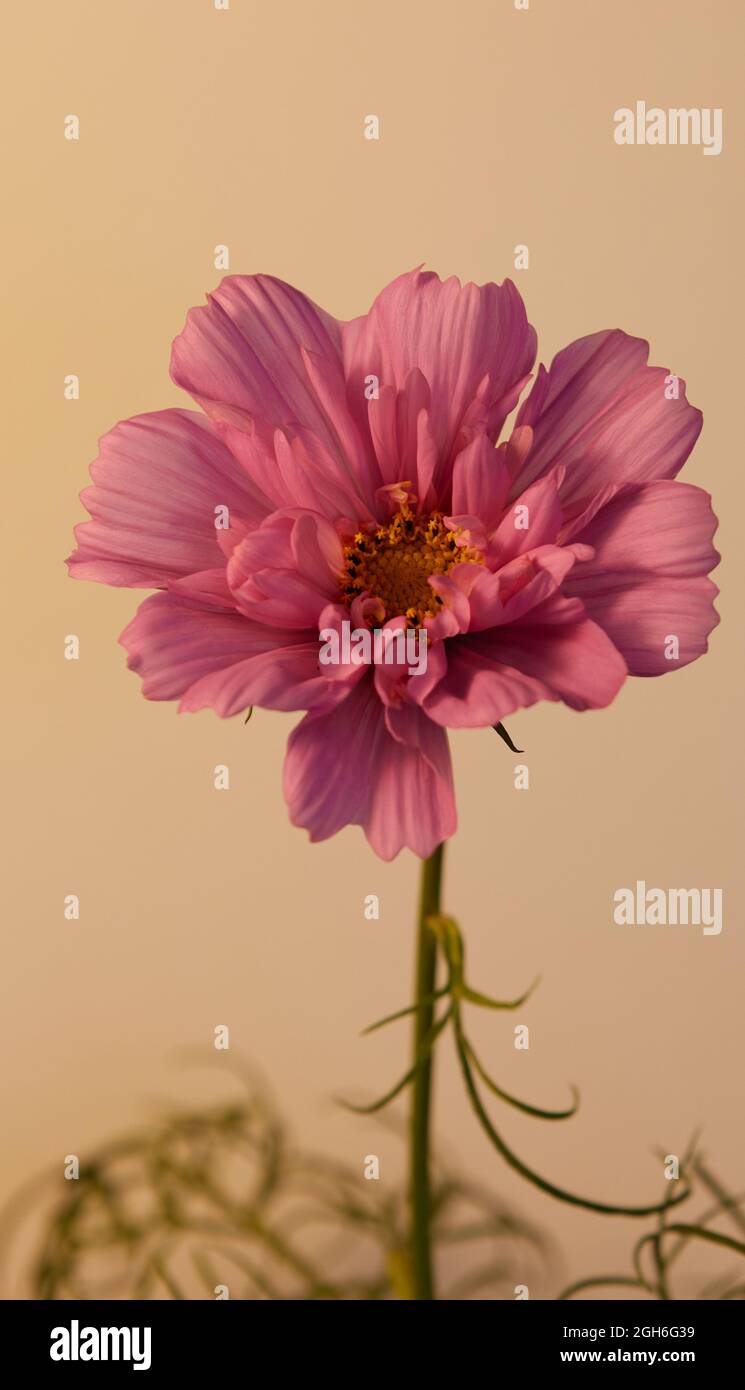 Cosmos Double Click Rose Bonbon Stock Photo - Alamy
