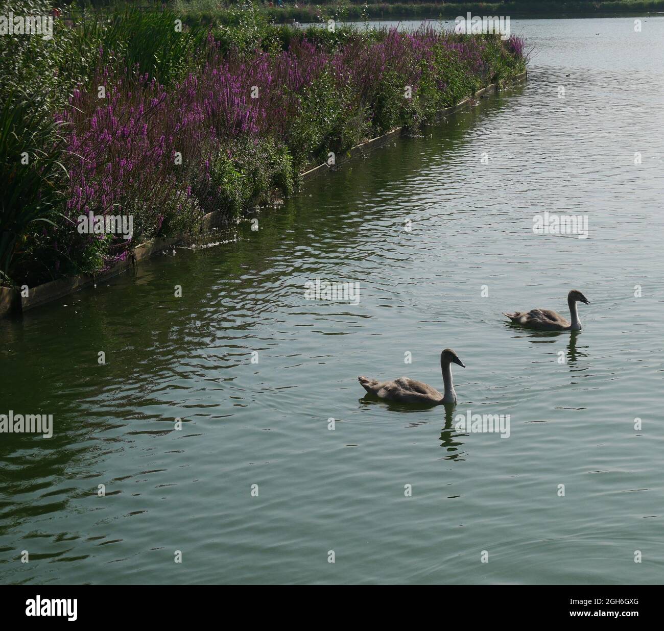 Thamesmead London England High Resolution Stock Photography and Images ...