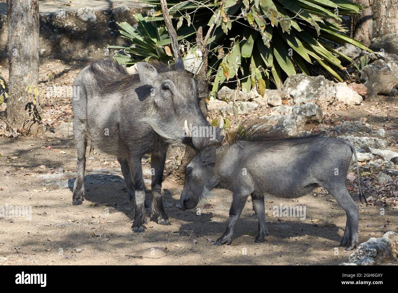 African wild pigs hi-res stock photography and images - Alamy
