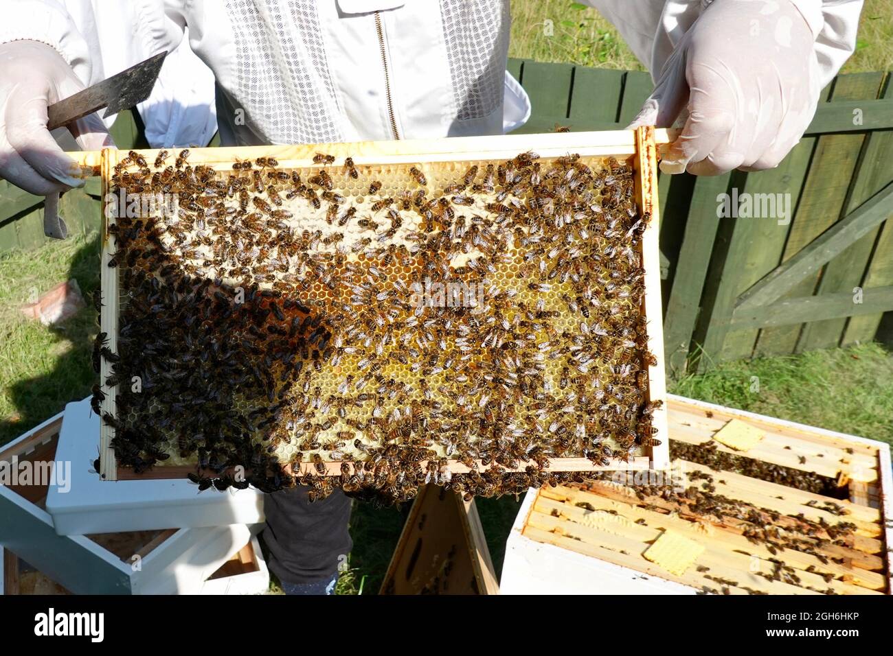 Stowmarket, Suffolk - 5 September 2021: Bee keeper at work maintaining ...