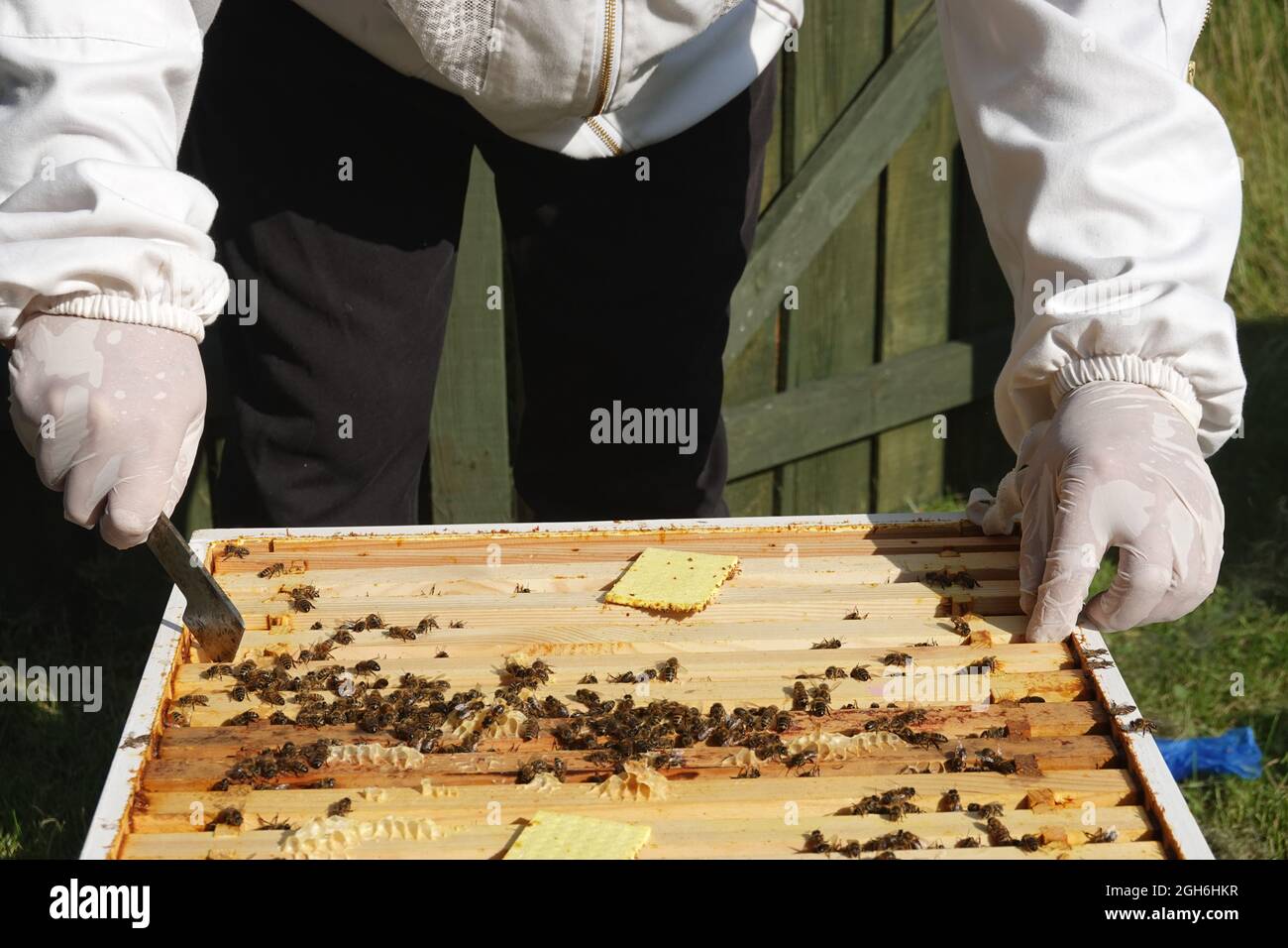 Stowmarket, Suffolk - 5 September 2021: Bee keeper at work maintaining ...