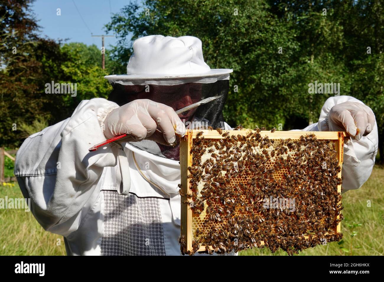 Stowmarket, Suffolk - 5 September 2021: Bee keeper at work maintaining ...