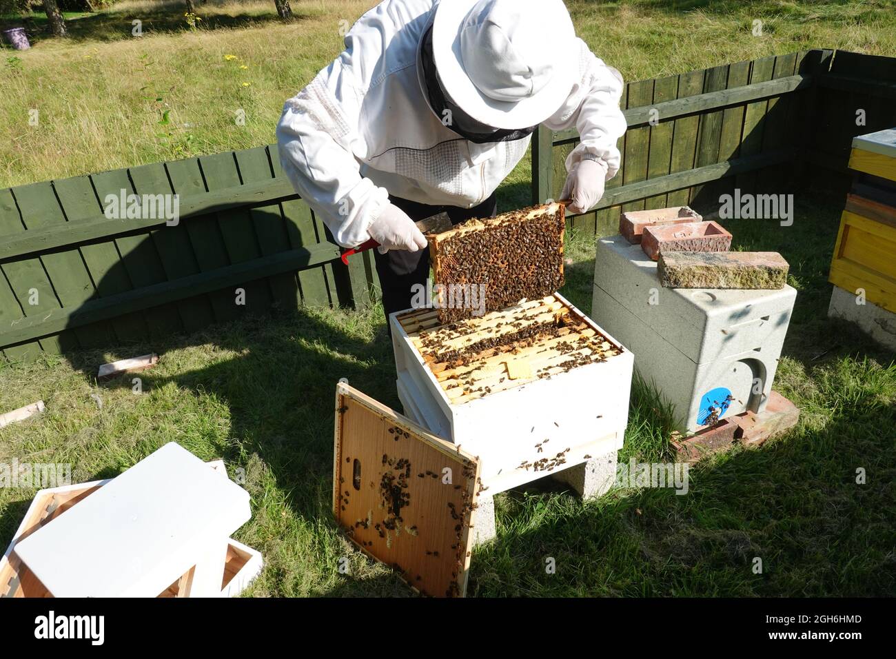 Stowmarket, Suffolk - 5 September 2021: Bee keeper at work maintaining ...